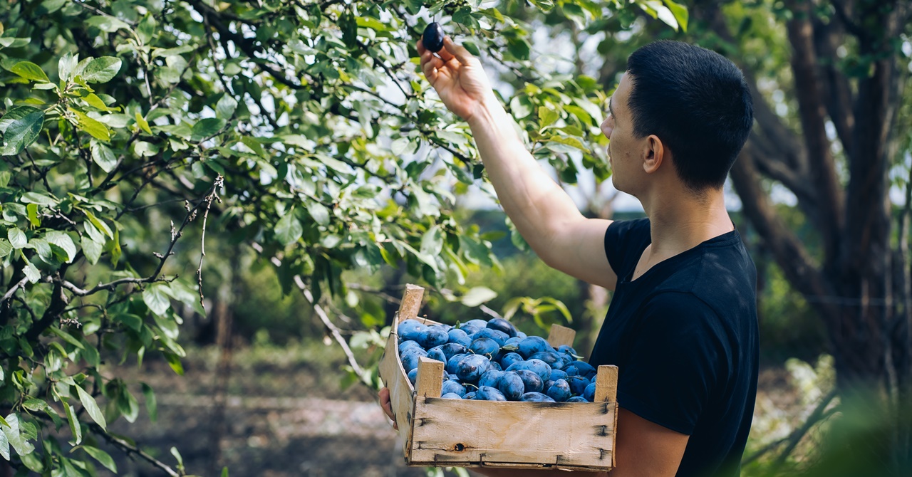 How to Apply as a Filipino Fruit Picker in Australia | OFW Travel Pass ...